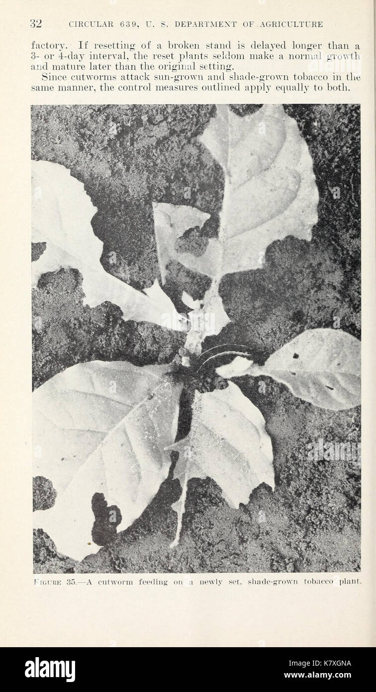 Insect pests of cigar type tobaccos in the Southern districts (Page 32 ...