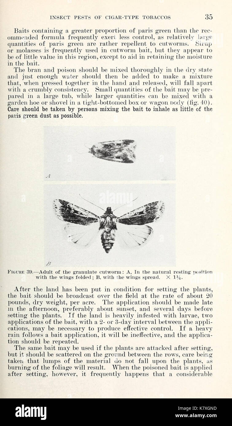 Insect pests of cigar type tobaccos in the Southern districts (Page 35 ...