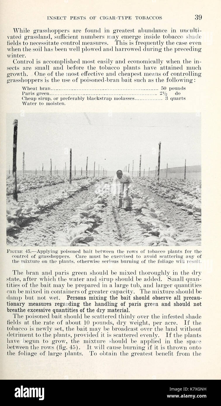 Insect pests of cigar type tobaccos in the Southern districts (Page 39 ...