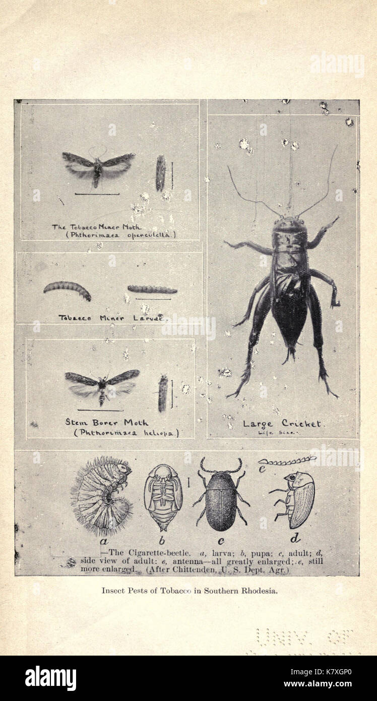 Tobacco pests hi-res stock photography and images - Alamy