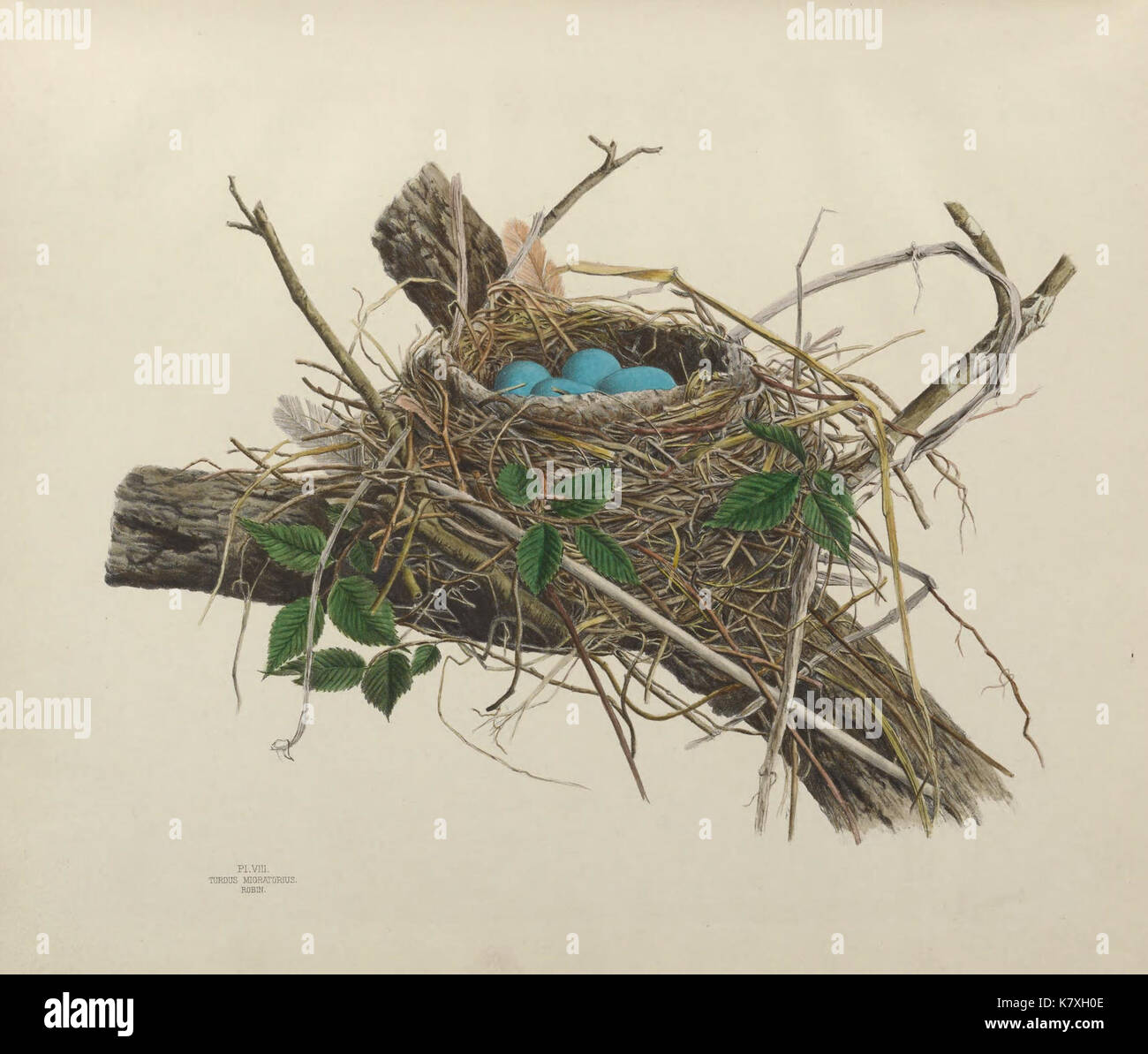 Illustrations of the nests and eggs of birds of Ohio (Pl. VIII ...