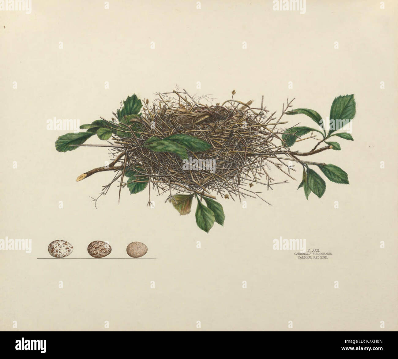 Illustrations of the nests and eggs of birds of Ohio (Pl. XXII ...