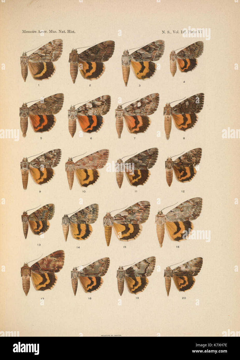 Illustrations of the North American species of the genus Catocala (N. S ...