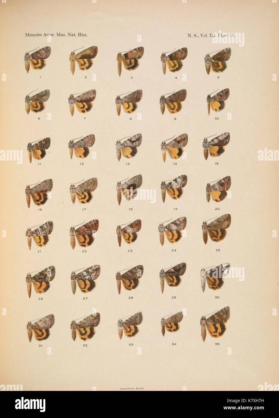 Illustrations of the North American species of the genus Catocala (N. S ...