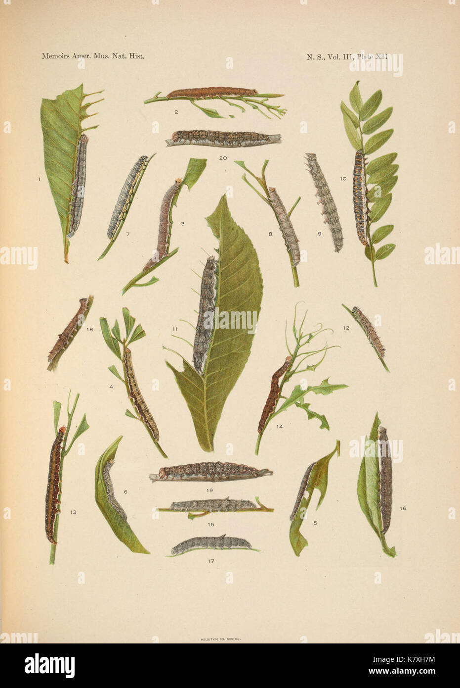 Illustrations of the North American species of the genus Catocala (N. S ...