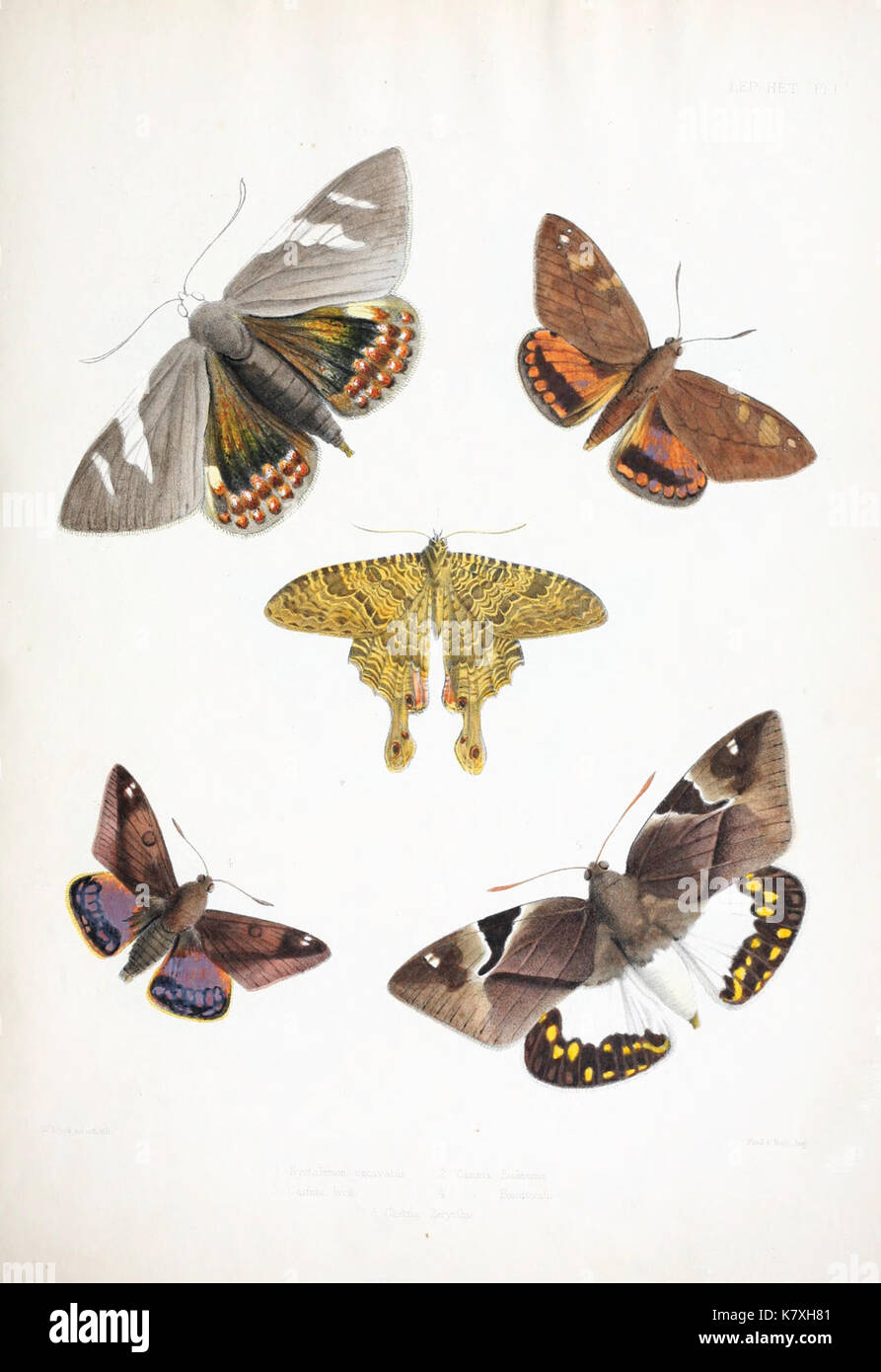 Illustrations of typical specimens of Lepidoptera Heterocera in the ...