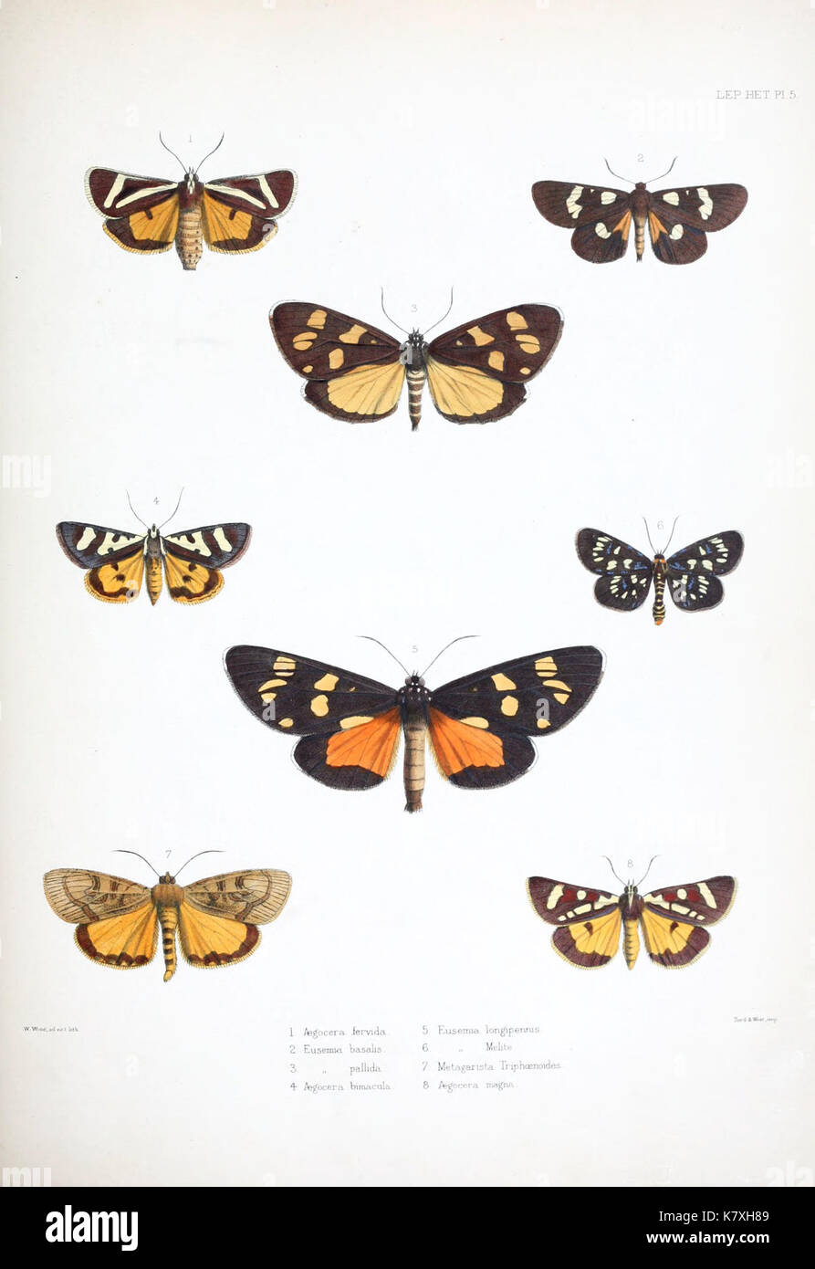 Illustrations typical specimens lepidoptera heterocera hi-res stock ...