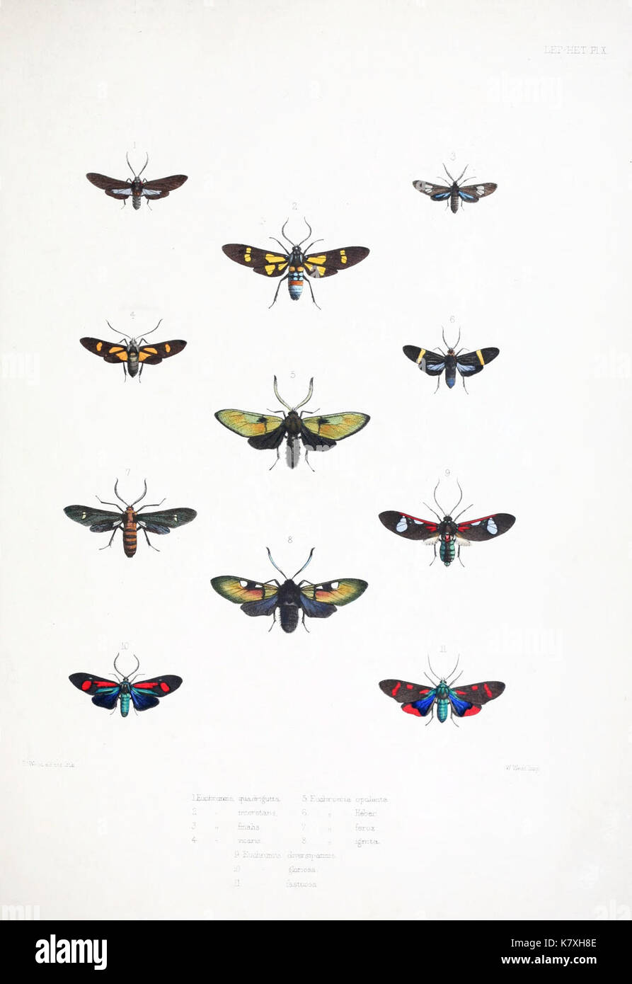 Illustrations of typical specimens of Lepidoptera Heterocera in the ...