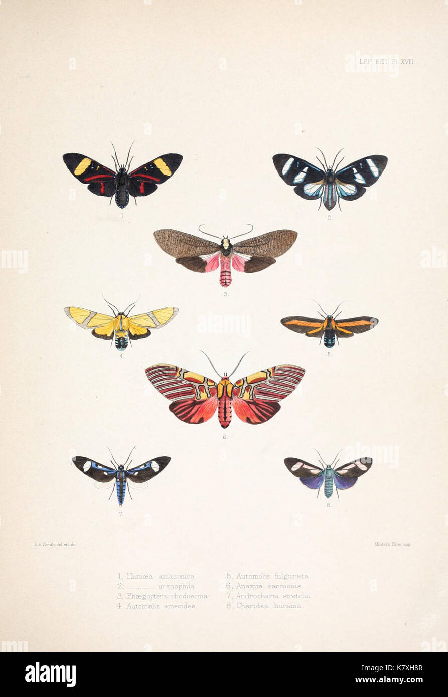 Illustrations of typical specimens of Lepidoptera Heterocera in the ...