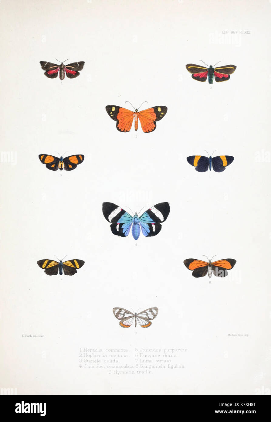 Illustrations of typical specimens of Lepidoptera Heterocera in the ...