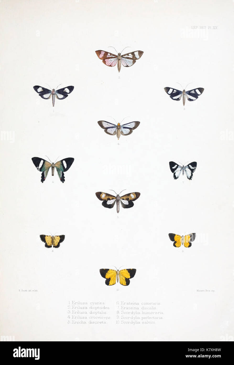 Illustrations of typical specimens of Lepidoptera Heterocera in the ...