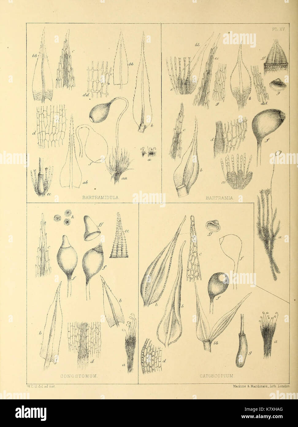 Illustrations and dissections of the genera of British mosses (PL. XV ...