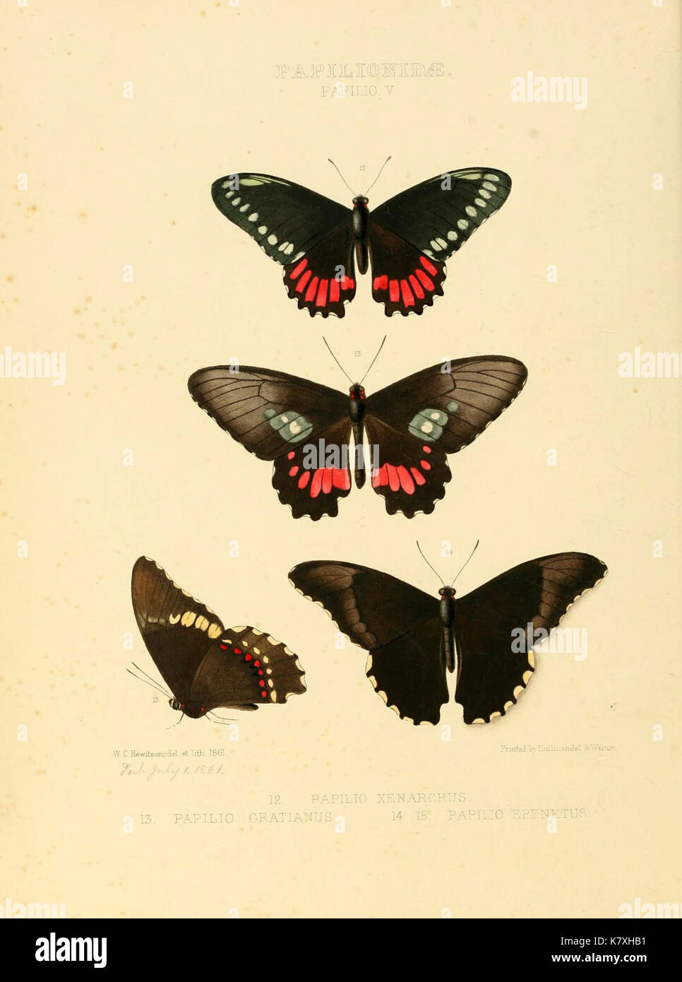 Illustrations of new species of exotic butterflies (Papilionidae Papili ...