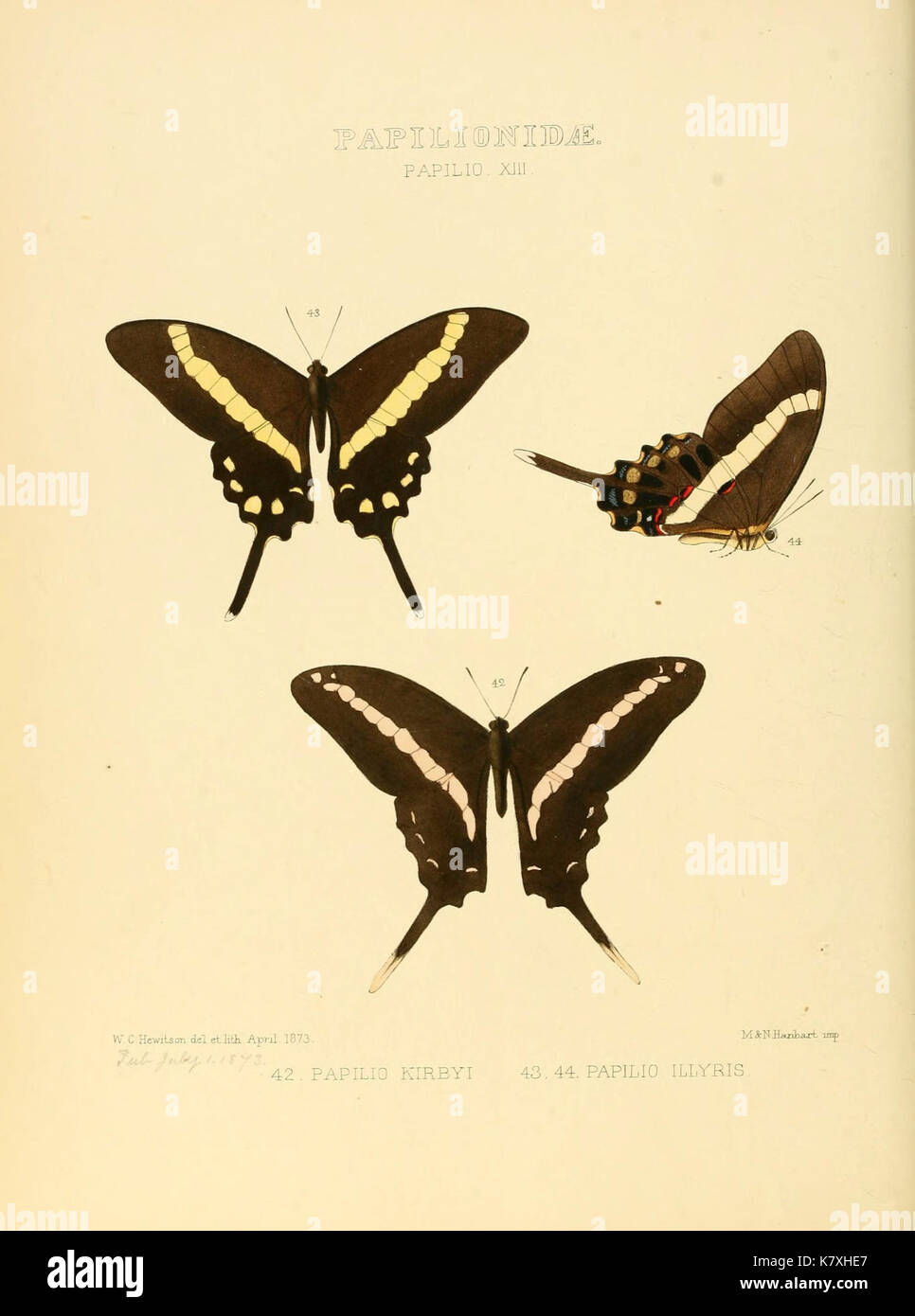 Illustrations of new species of exotic butterflies (Papilionidae Papili ...