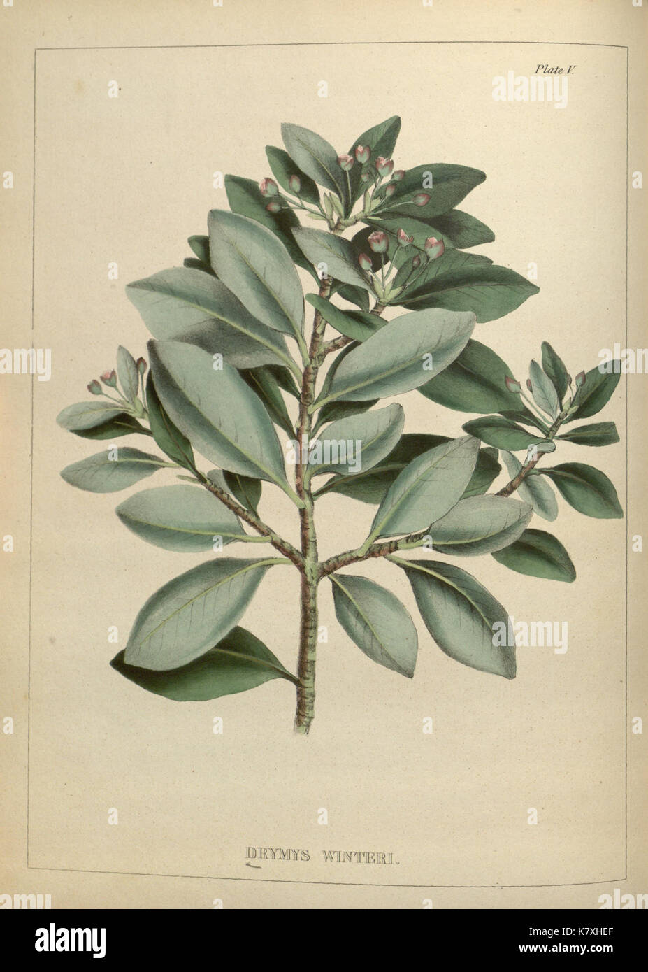 Illustrations of medical botany (Plate V) BHL5878471 Stock Photo - Alamy