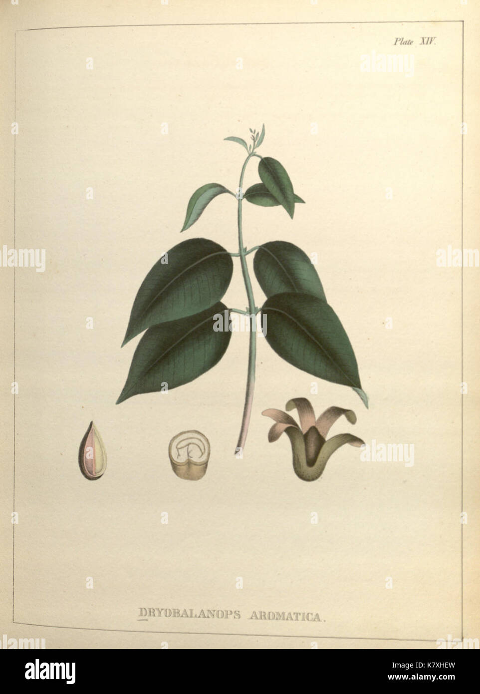 Illustrations of medical botany (Plate XIV) BHL5878492 Stock Photo - Alamy
