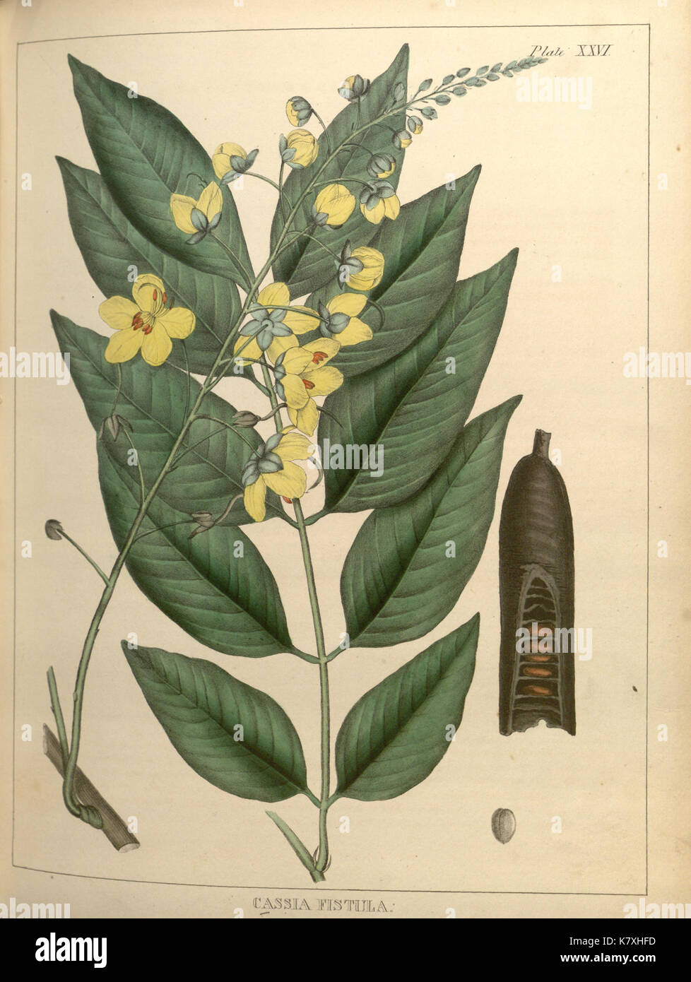 'Illustrations of Medical Botany (Plate XXVI)' presents detailed ...