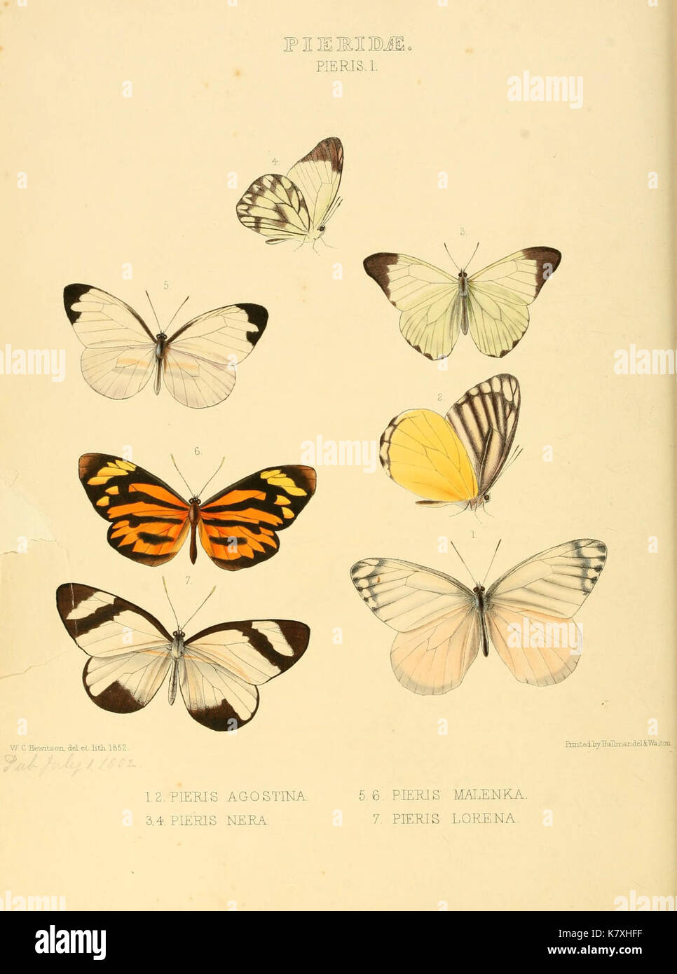 Illustrations of new species of exotic butterflies (Pieridae Pieris I ...