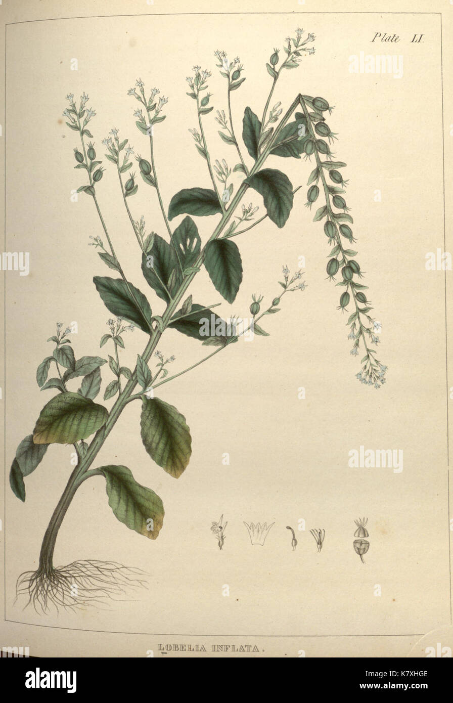 Illustrations of medical botany (Plate LI) BHL5878567 Stock Photo - Alamy