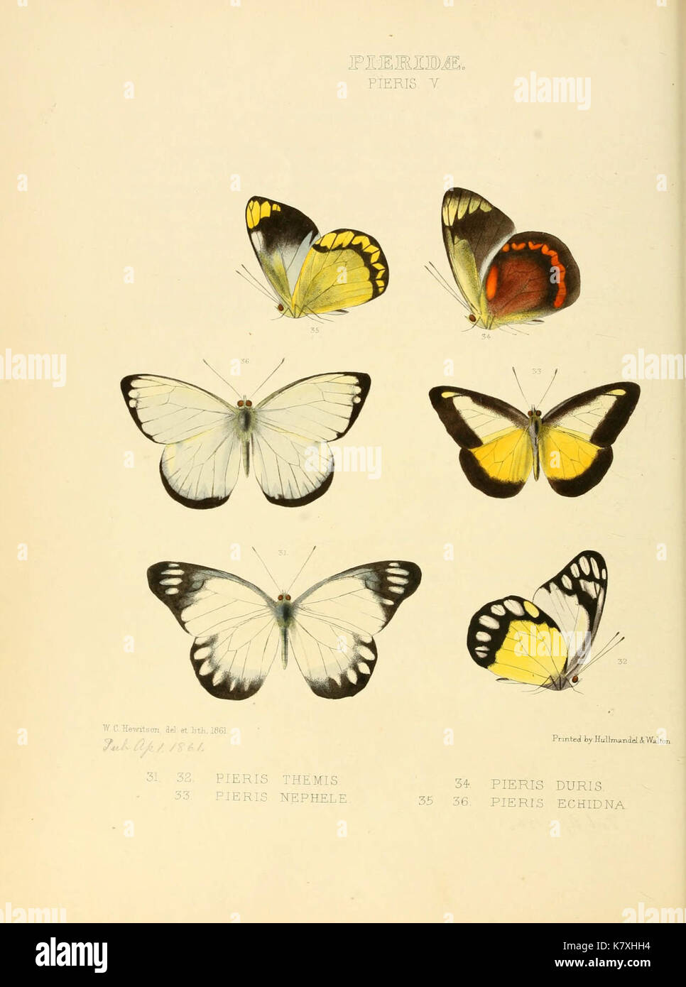 Illustrations of new species of exotic butterflies (Pieridae Pieris V ...