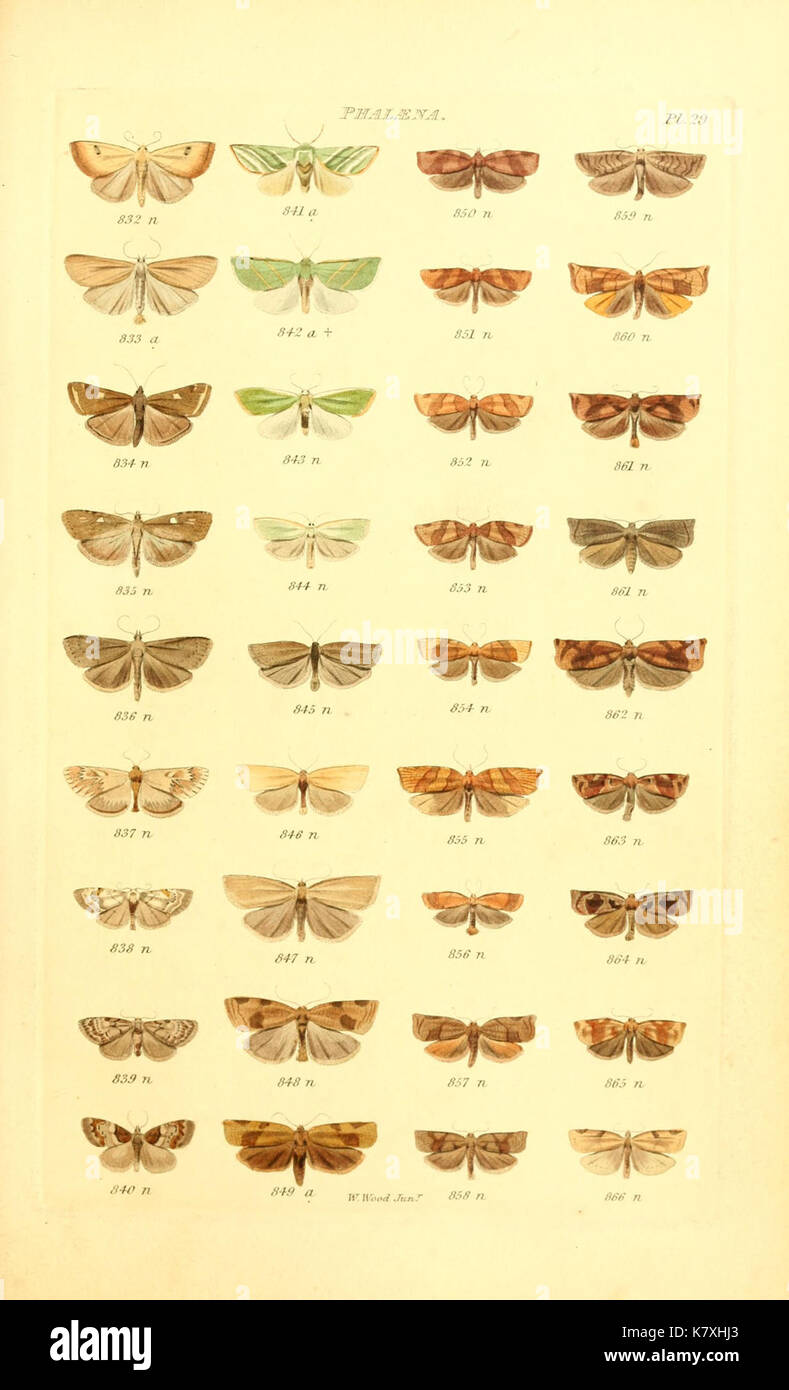 Index entomologicus, or, A complete illustrated catalogue, consisting ...