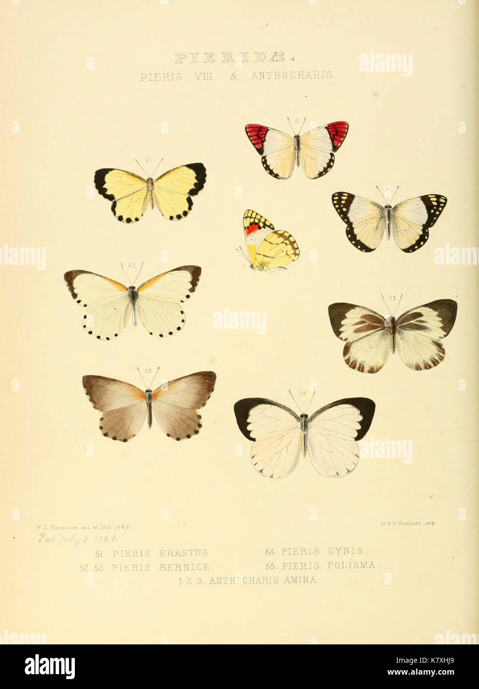 Illustrations of new species of exotic butterflies (Pieridae Pieris VII ...