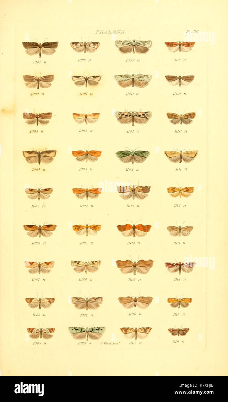 Index entomologicus, or, A complete illustrated catalogue, consisting ...