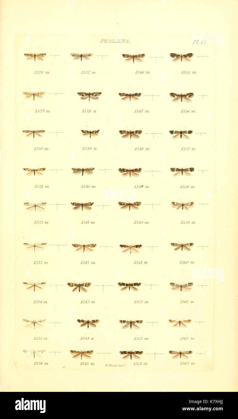Index entomologicus, or, A complete illustrated catalogue, consisting ...