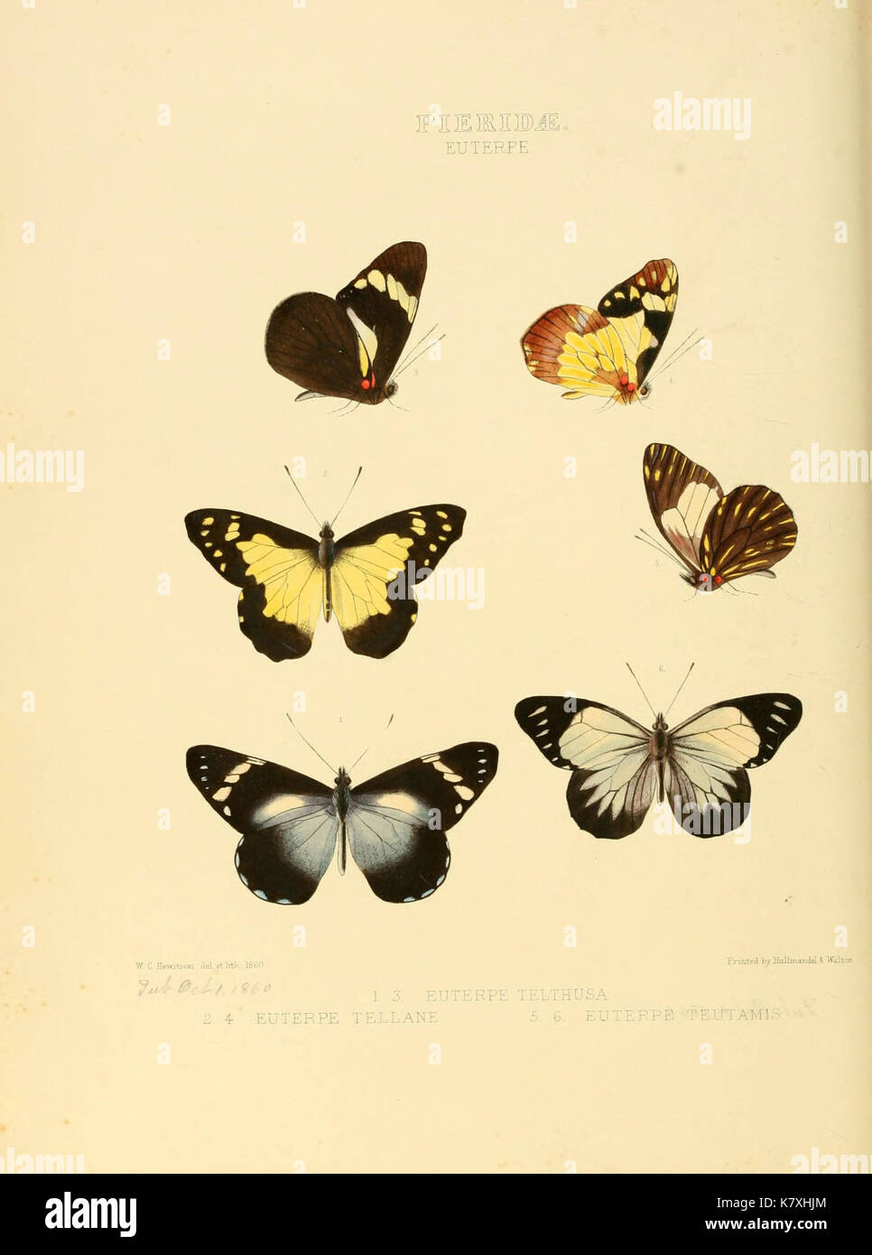 Illustrations of new species of exotic butterflies (Pieridae Euterpe I ...