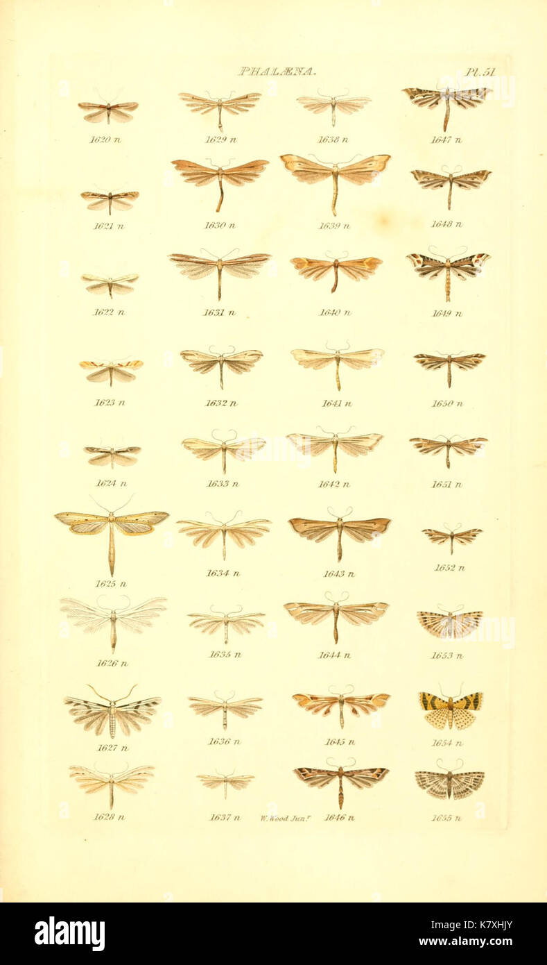 Index entomologicus, or, A complete illustrated catalogue, consisting ...