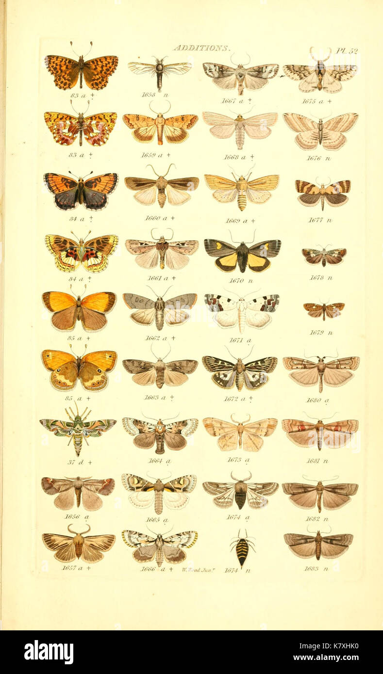 Index entomologicus, or, A complete illustrated catalogue, consisting ...