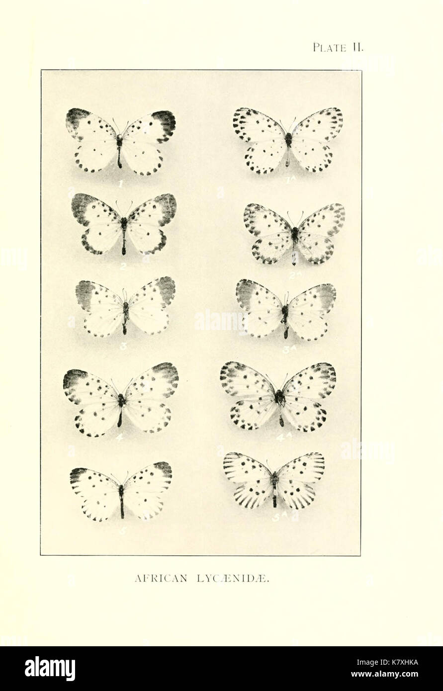 Illustrations of African Lycaenidae BHL7888957 Stock Photo - Alamy
