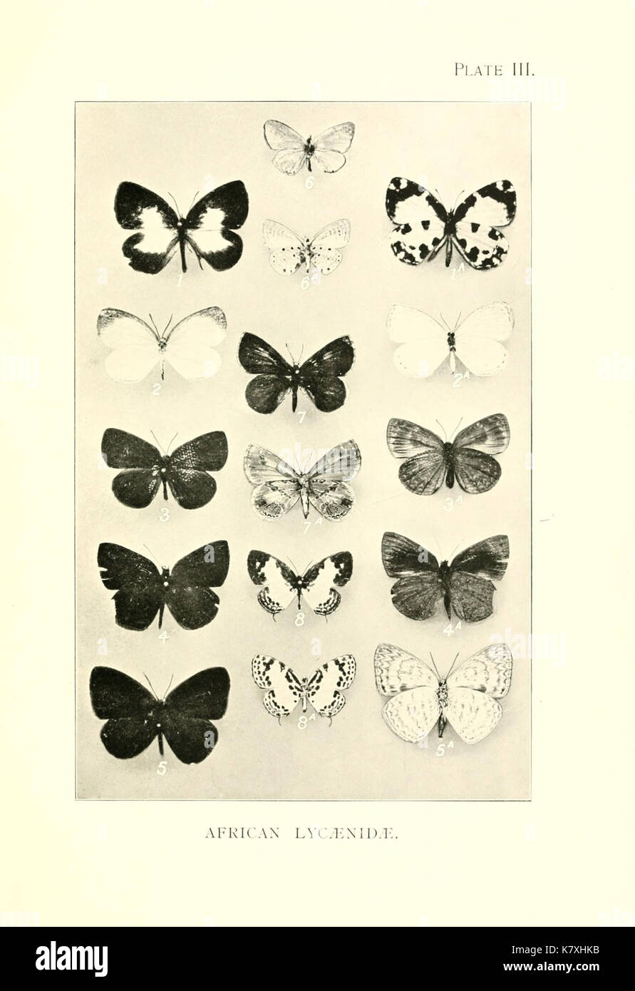 Illustrations of African Lycaenidae BHL7888959 Stock Photo - Alamy