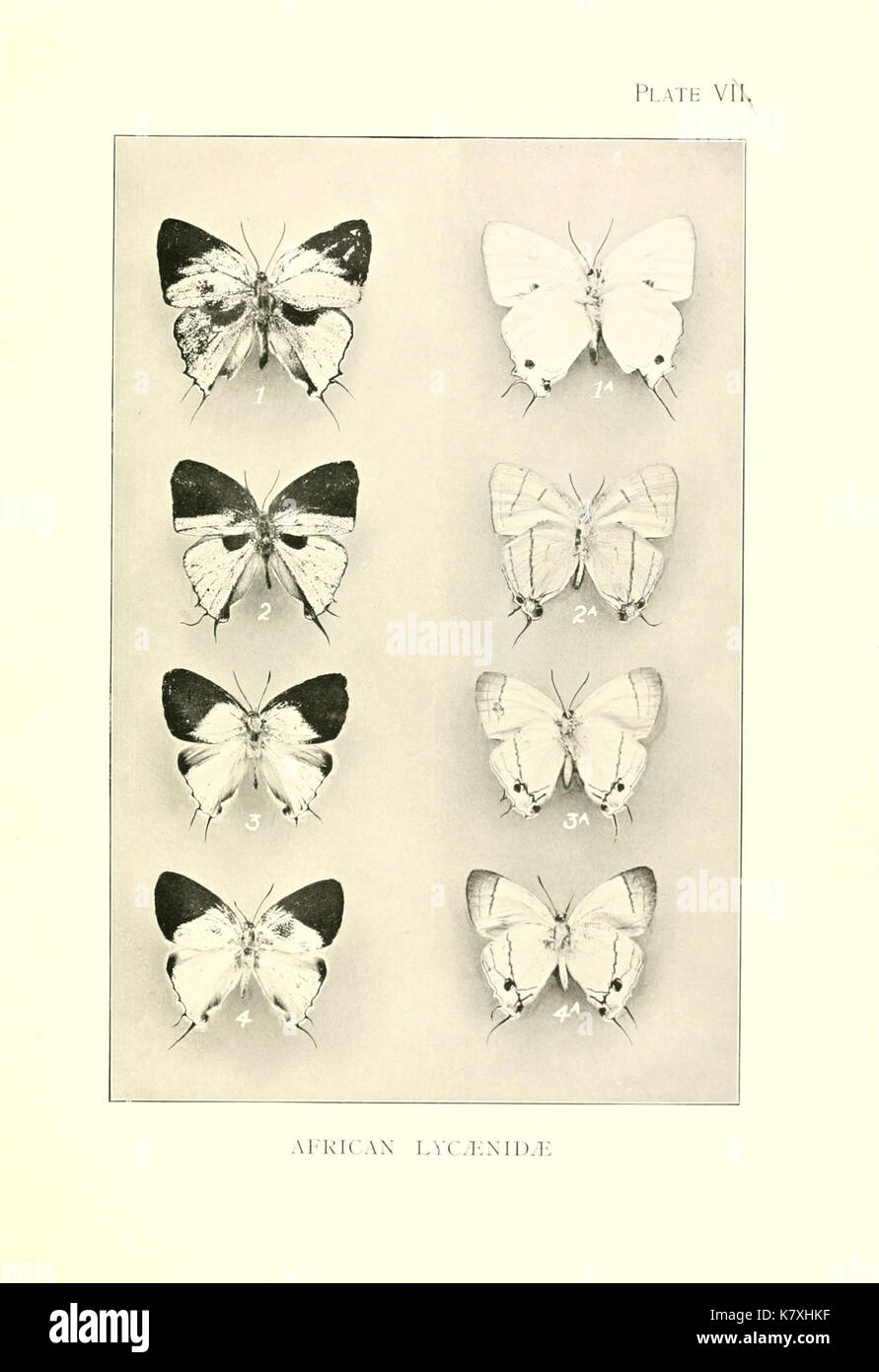 Illustrations of African Lycaenidae BHL7888967 Stock Photo - Alamy