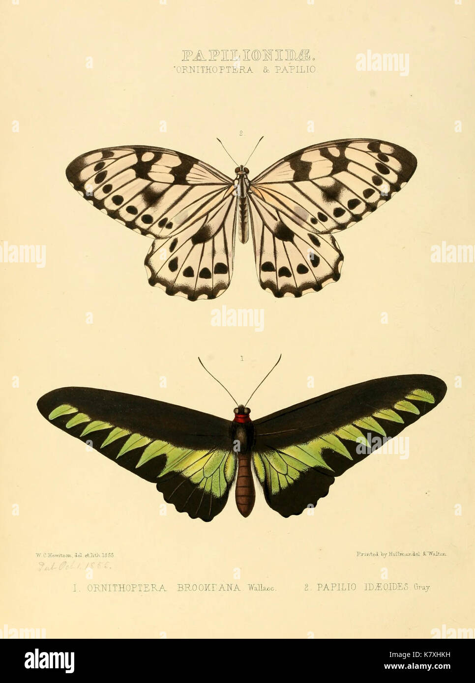 Illustrations of new species of exotic butterflies (Papilionidae Ornith ...