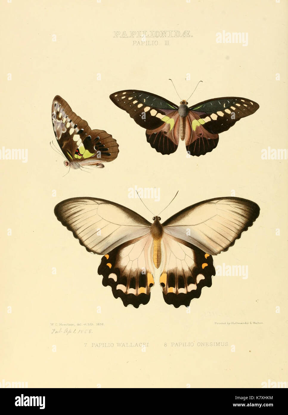 Illustrations of new species of exotic butterflies (Papilionidae Papili ...
