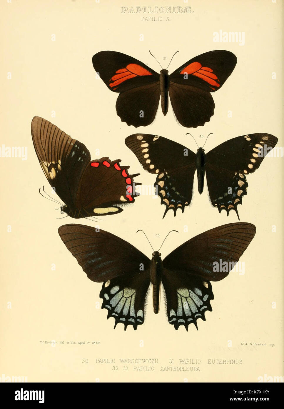 Illustrations of new species of exotic butterflies (Papilionidae Papili ...