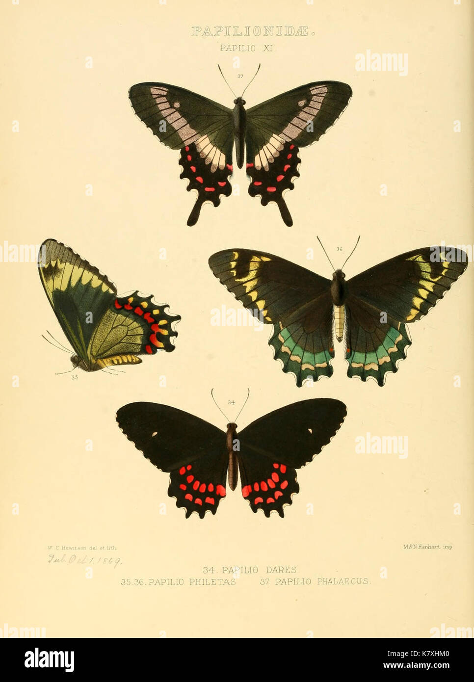 Illustrations of new species of exotic butterflies (Papilionidae Papili ...