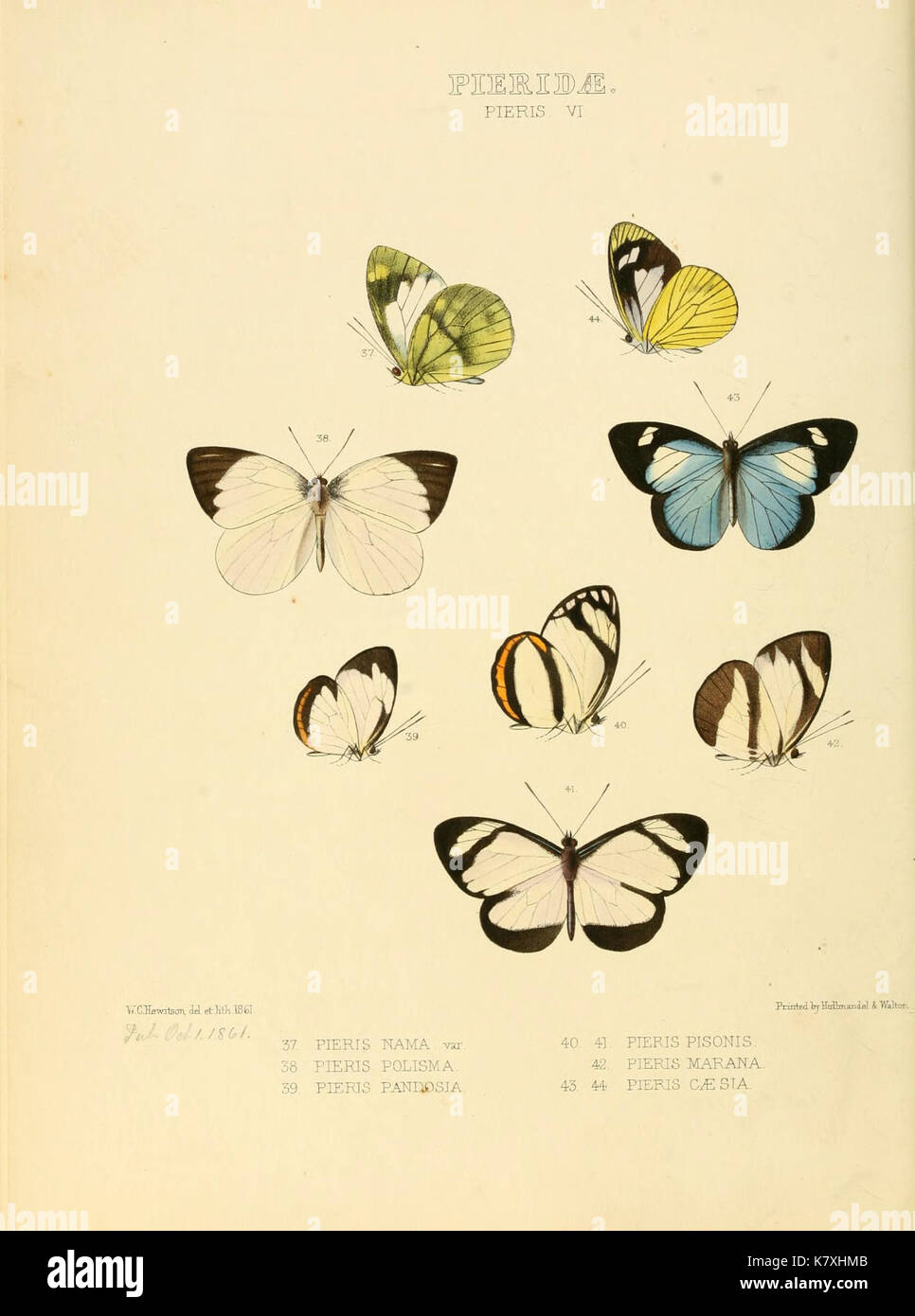 Illustrations of new species of exotic butterflies (Pieridae Pieris VI ...