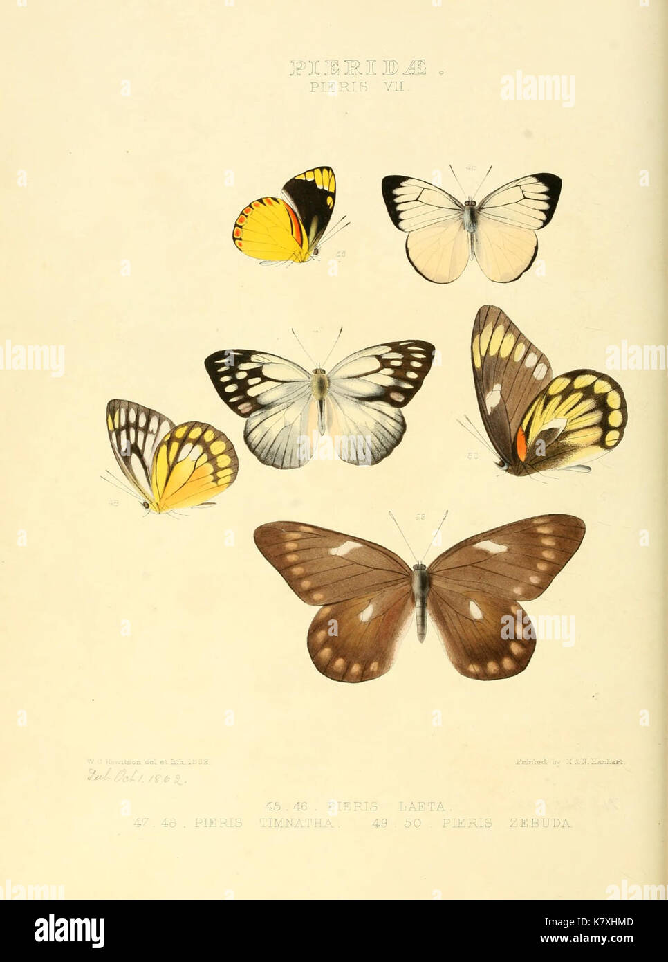 Illustrations of new species of exotic butterflies (Pieridae Pieris VII ...