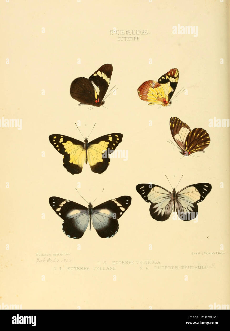 Illustrations of new species of exotic butterflies (Pieridae Euterpe I ...