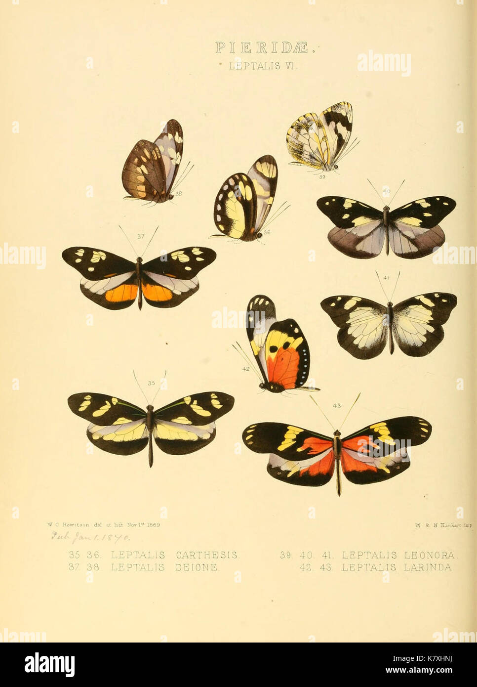 Illustrations of new species of exotic butterflies (Pieridae Leptalis ...