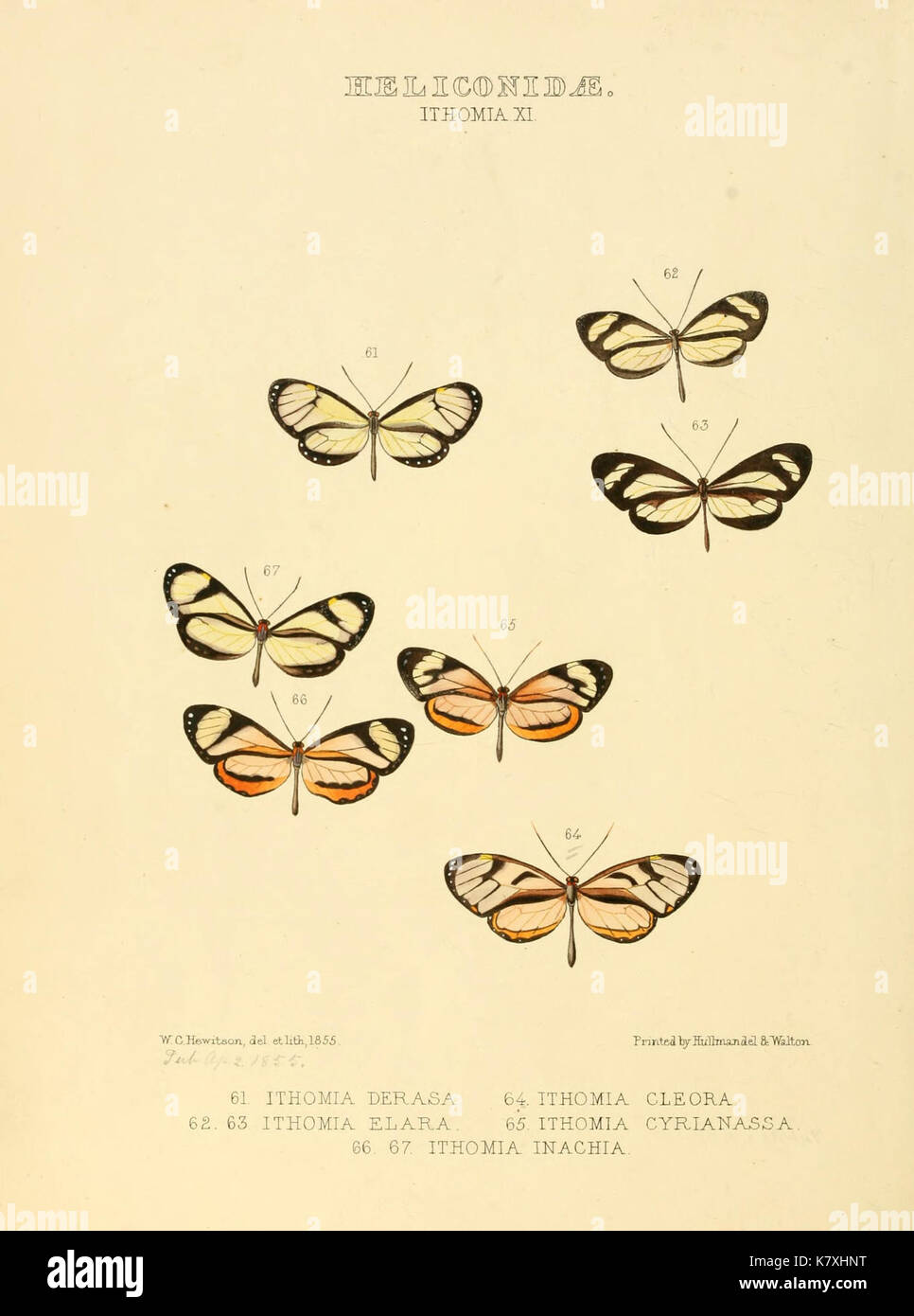 Heliconidae family hi-res stock photography and images - Alamy