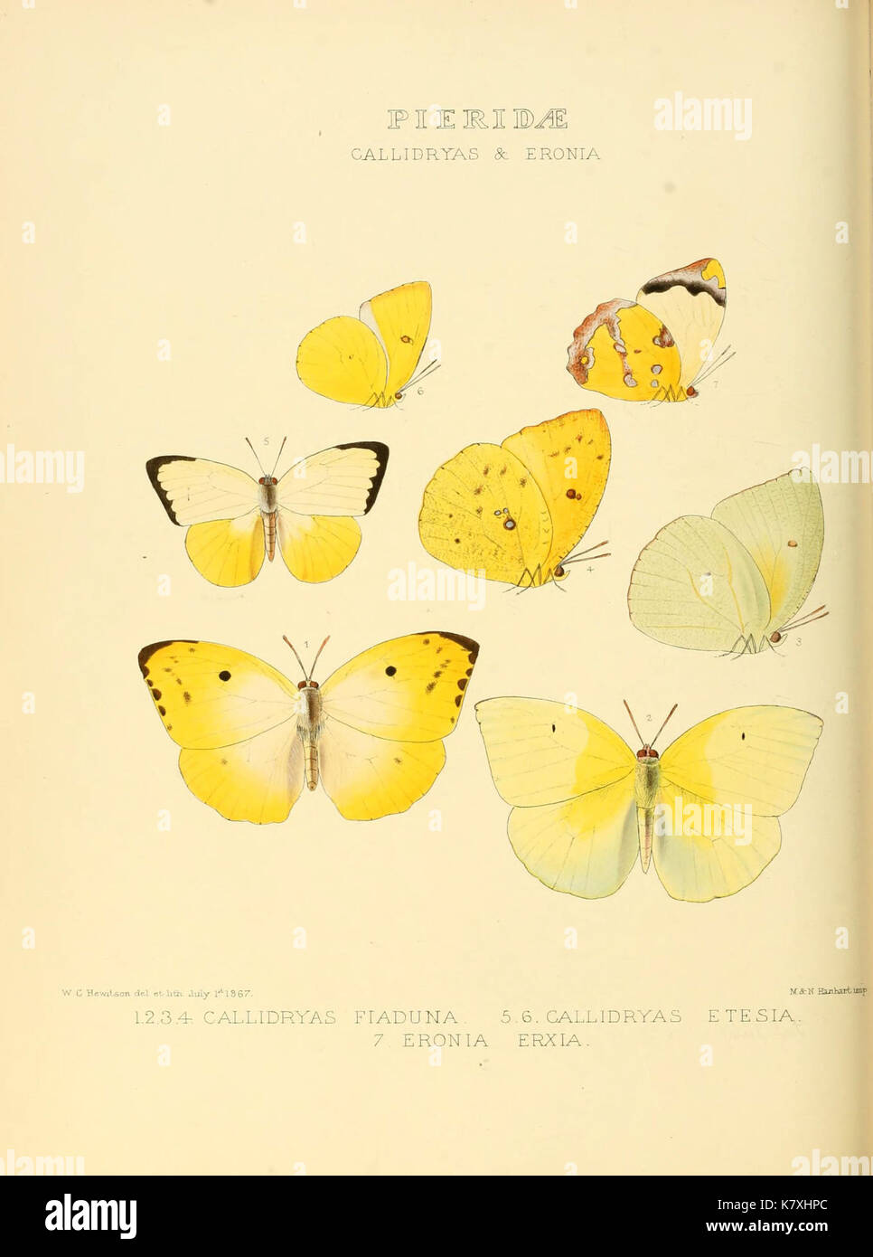 Illustrations of new species of exotic butterflies (Pieridae Callidryas ...