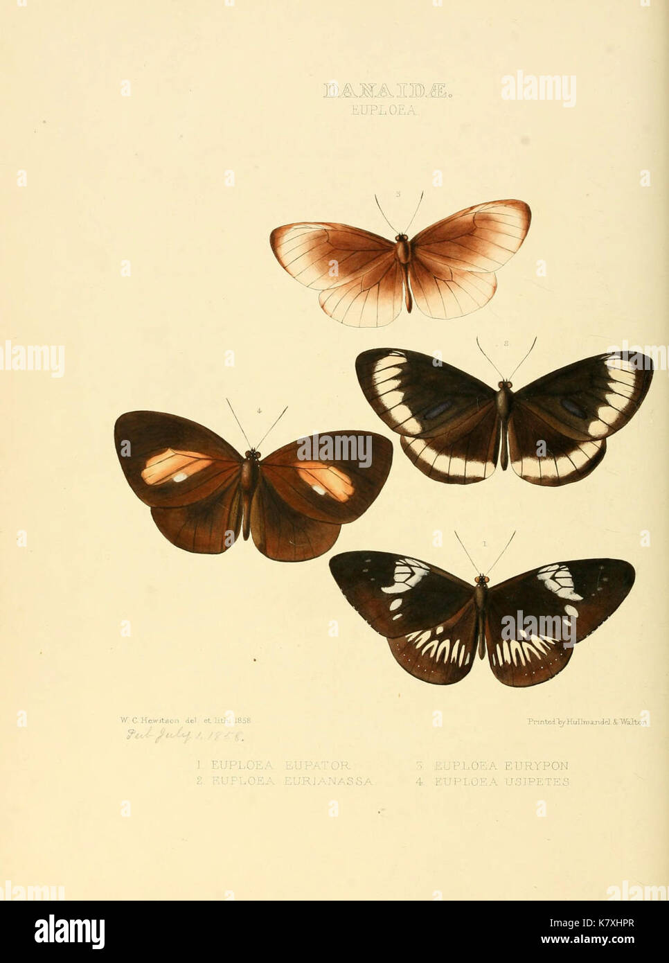 Illustrations of new species of exotic butterflies (Danaidae Euploea I ...