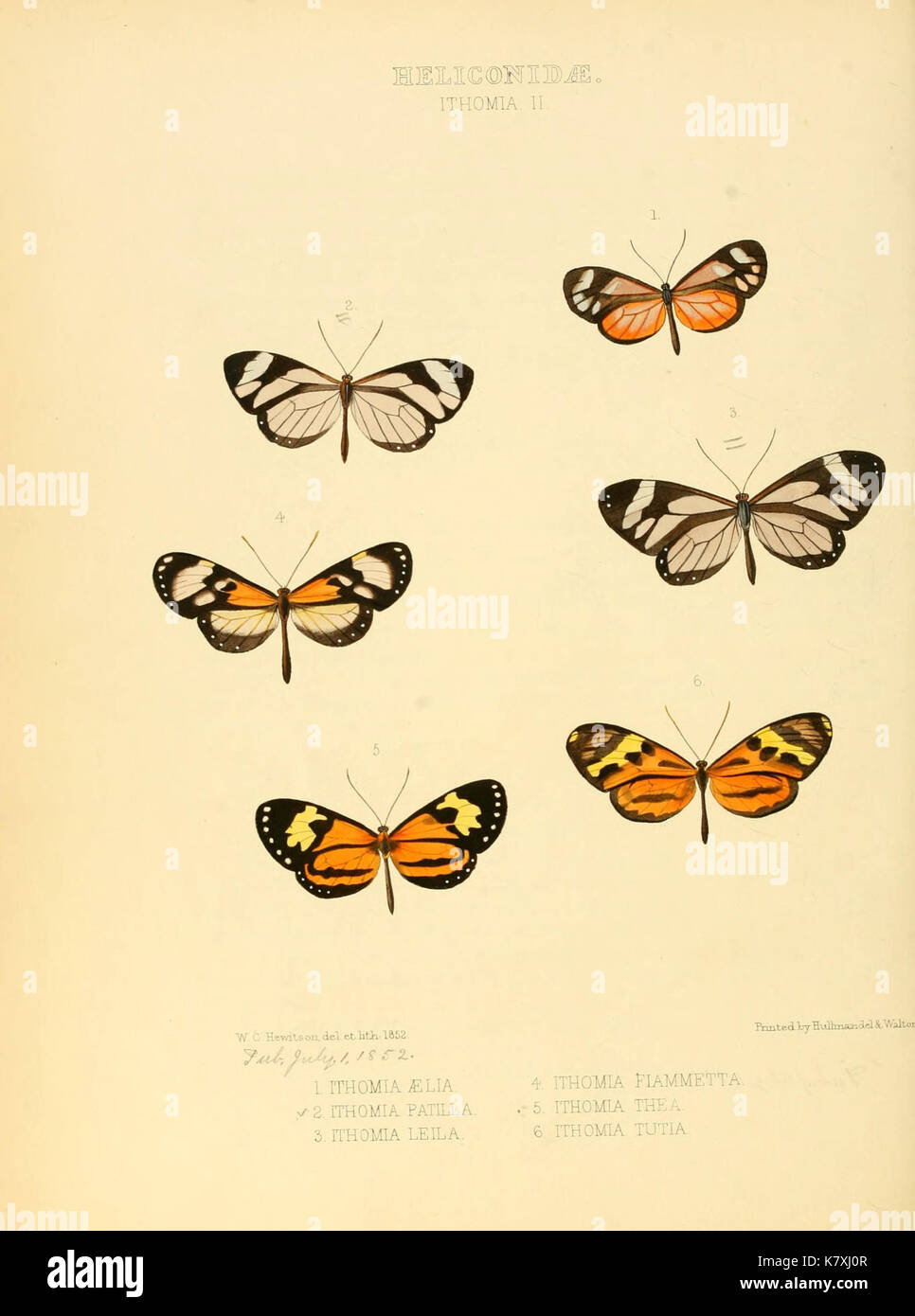 Illustrations of new species of exotic butterflies (Heliconidae Ithomia ...