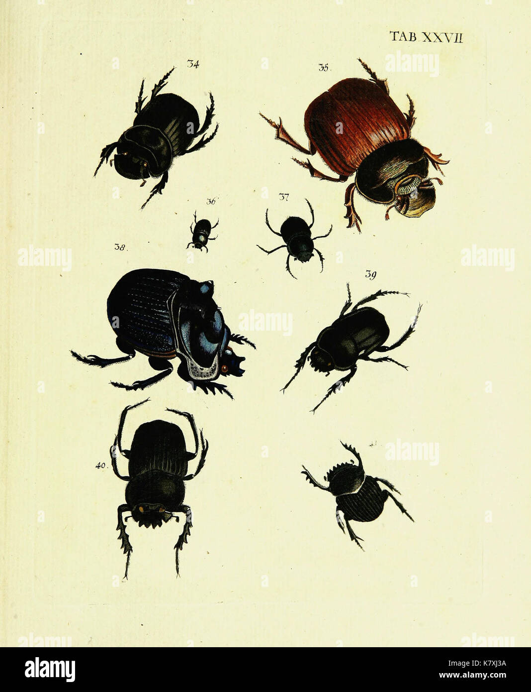 Johann Euseb Voets’ work on hard-shelled insects, specifically ...