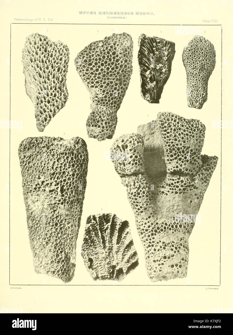 Illustrations of Devonian fossils BHL12075067 Stock Photo - Alamy