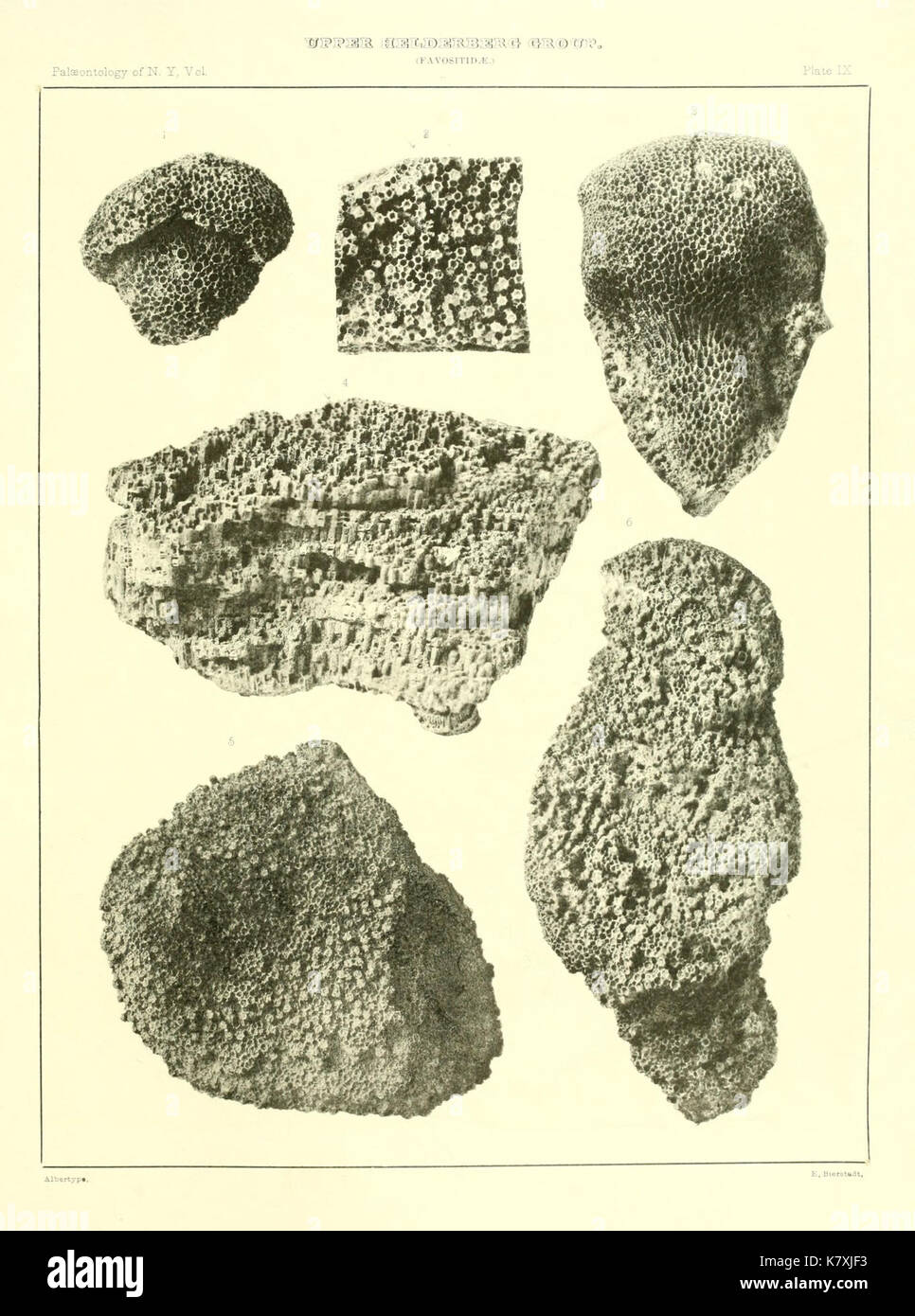 Devonian fossils illustration hi-res stock photography and images - Alamy