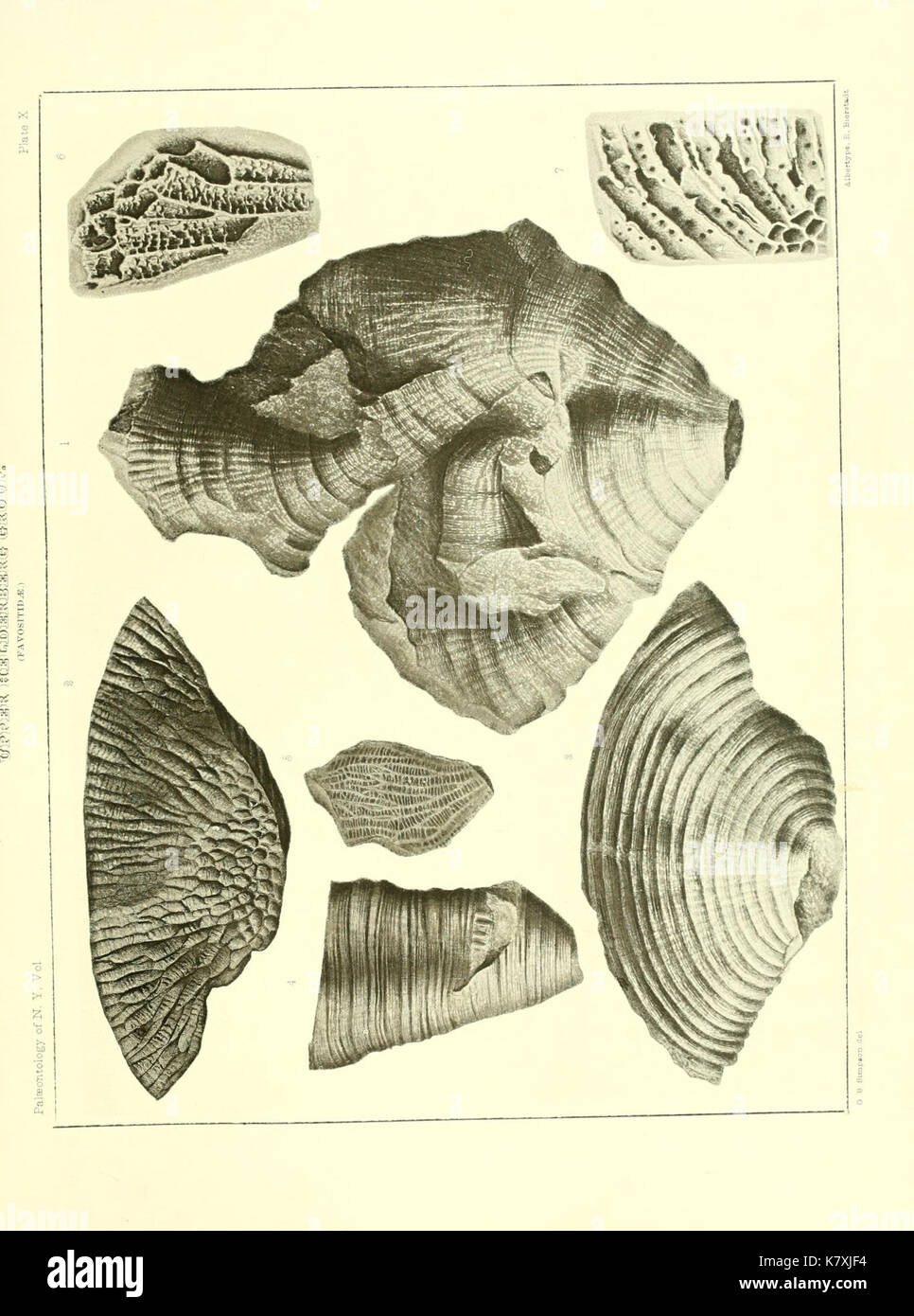 Devonian fossils illustration hi-res stock photography and images - Alamy